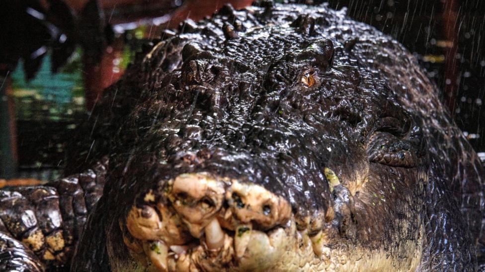 World's largest crocodile in captivity dies - BBC News
