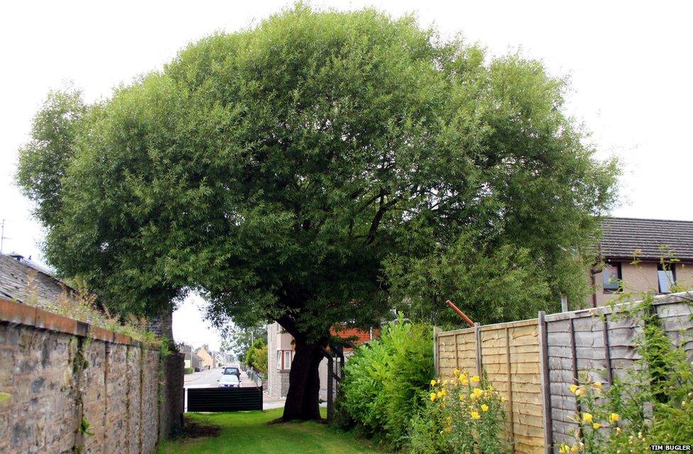 200-year-old Carnoustie Dibble Tree set to be protected - BBC News
