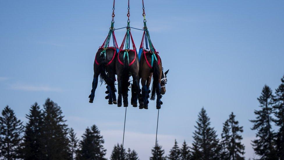 Swiss army airlift horses to test way of helping injured animals - BBC ...