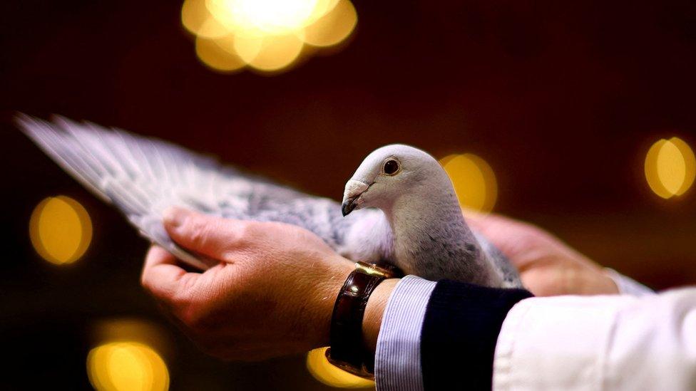 Pigeons on display at British Homing World Show of the Year - BBC Newsround
