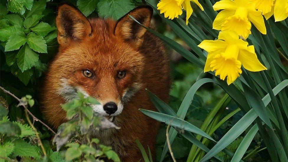 Three due in court over fox hunting allegations in Dorset - BBC News