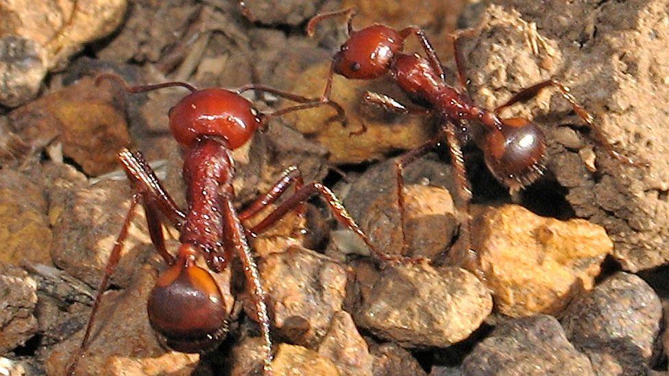 Kenya's queen ants worth $220 each fuel booming global wildlife black ...