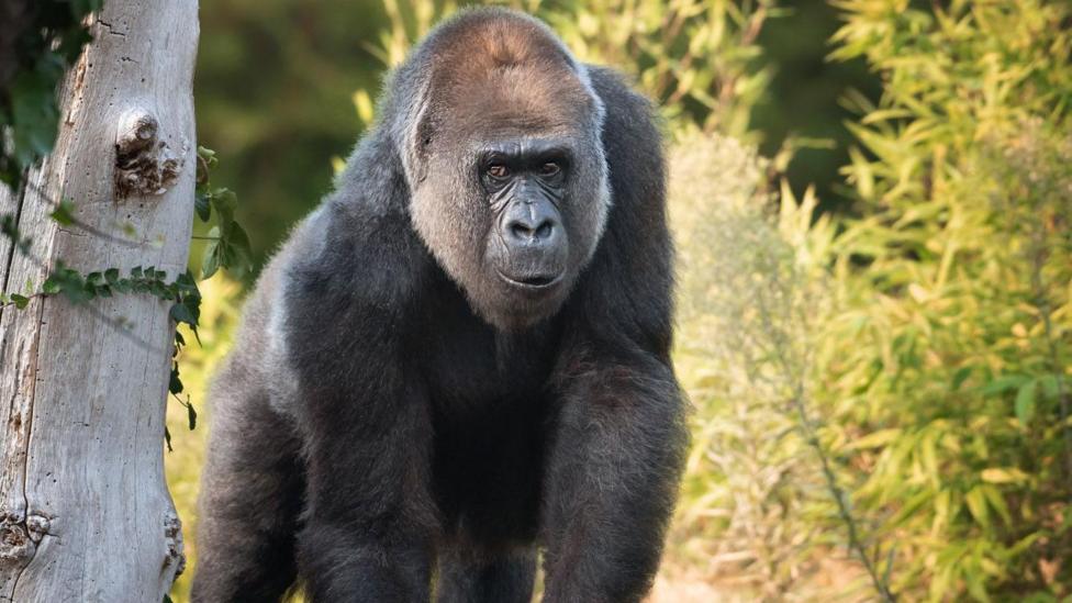 Princess Royal opens Jersey Zoo's new gorilla enclosure - BBC News