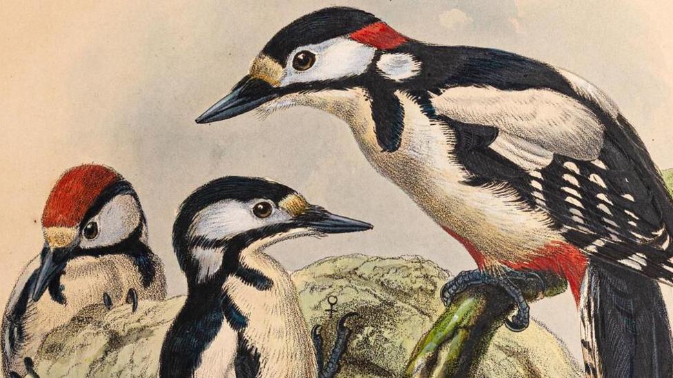 Copy of rare bird book collection worth £127k to stay in the UK - BBC News