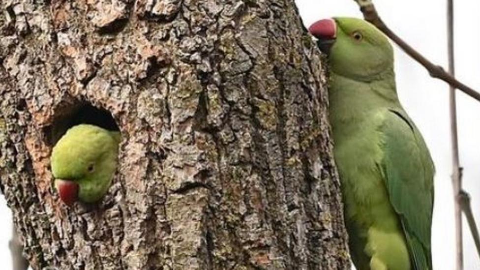 Parakeets spotted in Cambridgeshire orchard for first time - BBC News