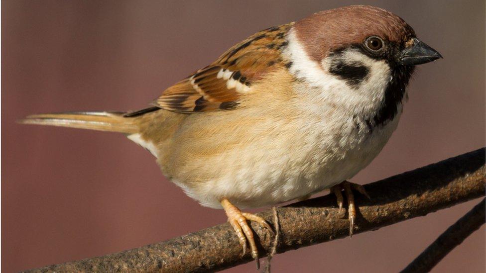 Pictures: Britain's top ten most common birds - BBC Newsround