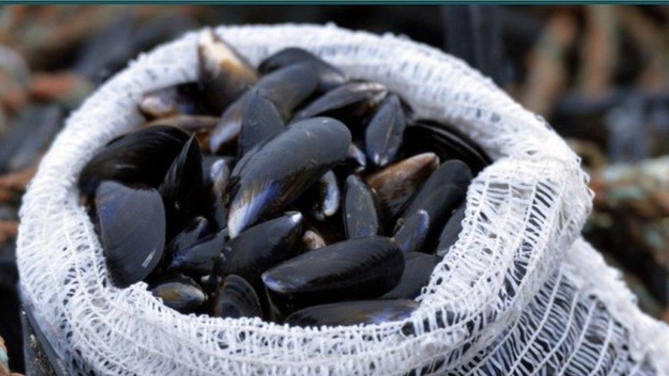 Shetland mussels supplier boosted by new finance deal - BBC News