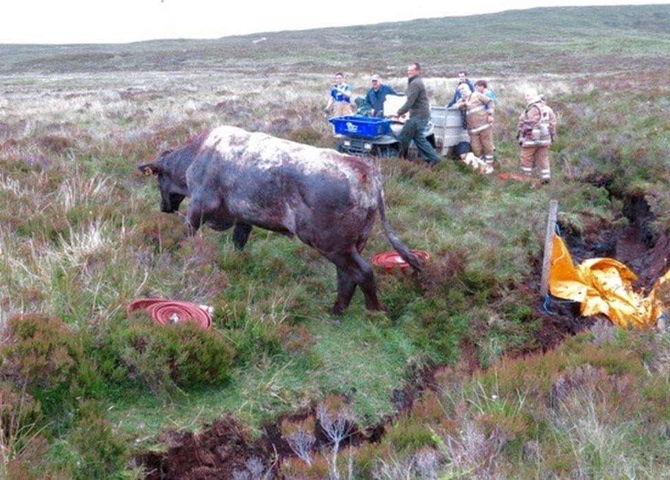 Bull saved after 48 hours in muddy hole on Skye - BBC News