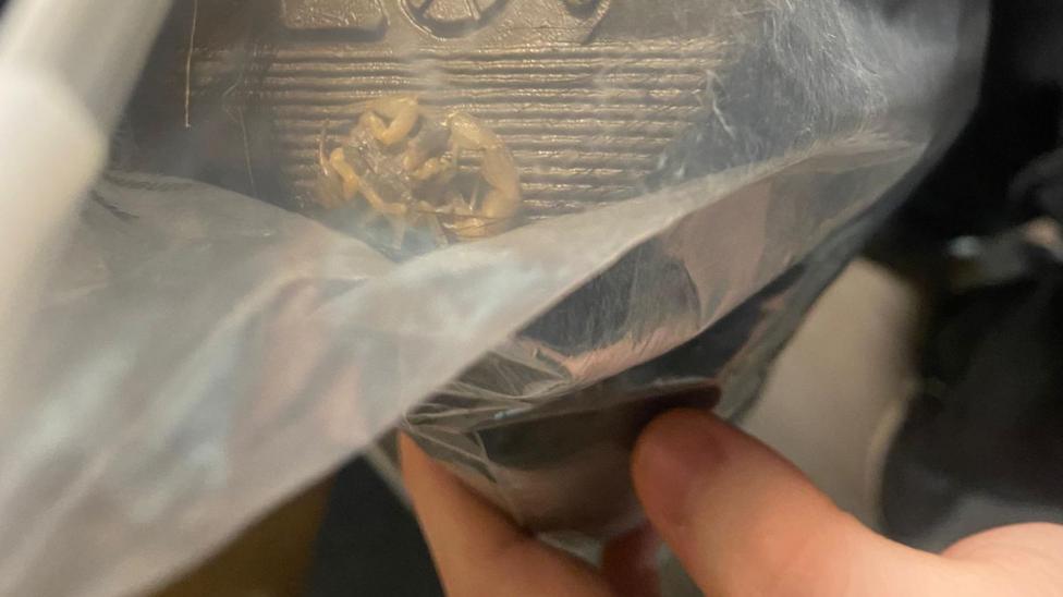 Student finds scorpion crawling inside Shein parcel - BBC News