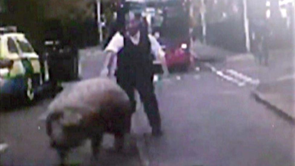 Norfolk Police rescue piglet with traffic cone - BBC News