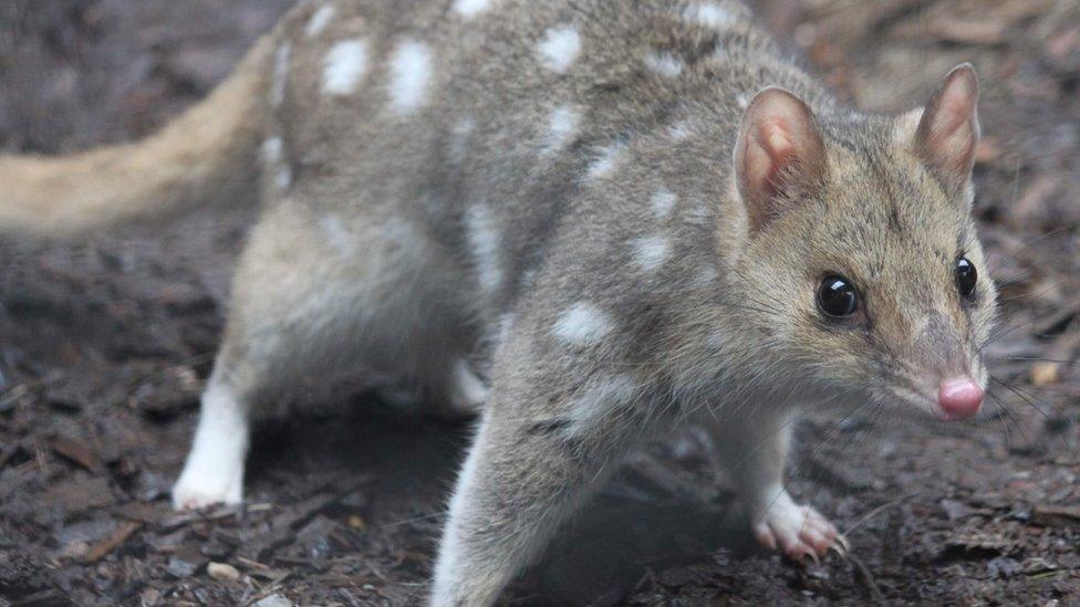 First eastern quolls born in Australian wild for half a century - BBC News