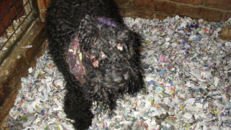 Dogs kept in 'horrendous' conditions in Aveley and Barking - BBC News