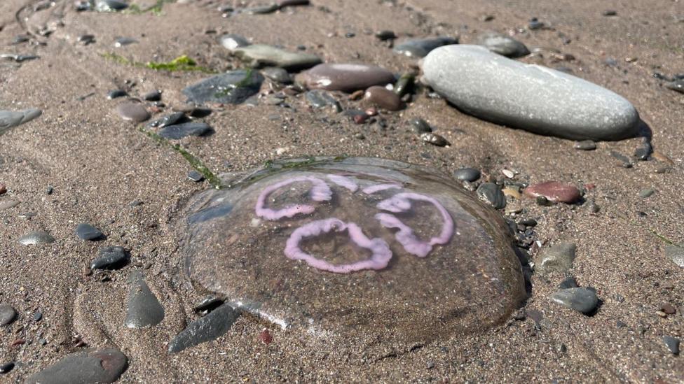 UK jellyfish: Have you seen any of these jellyfish on the beach? - BBC ...