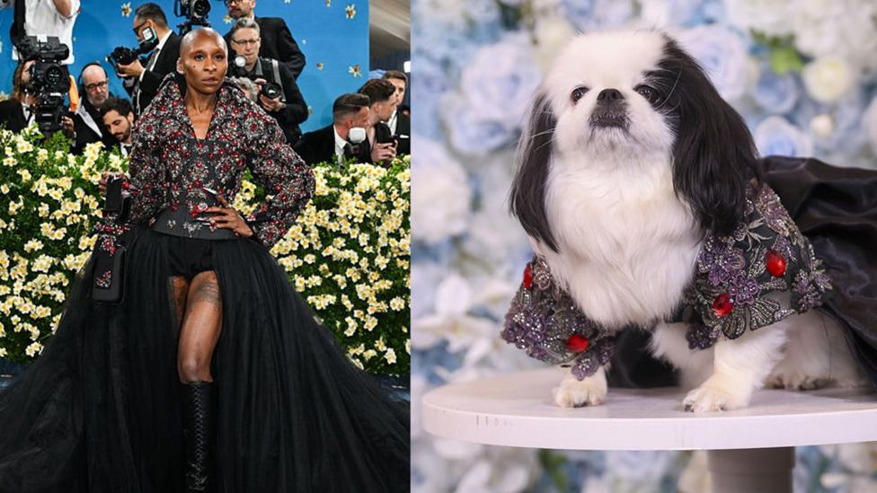 Pet Gala 2025 photos of dogs in celebrity looks - BBC Newsround