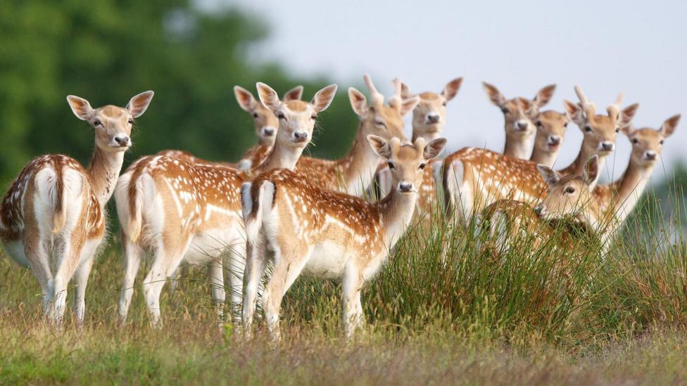 Oh deer! Which animals have been trespassing on train tracks? - BBC ...