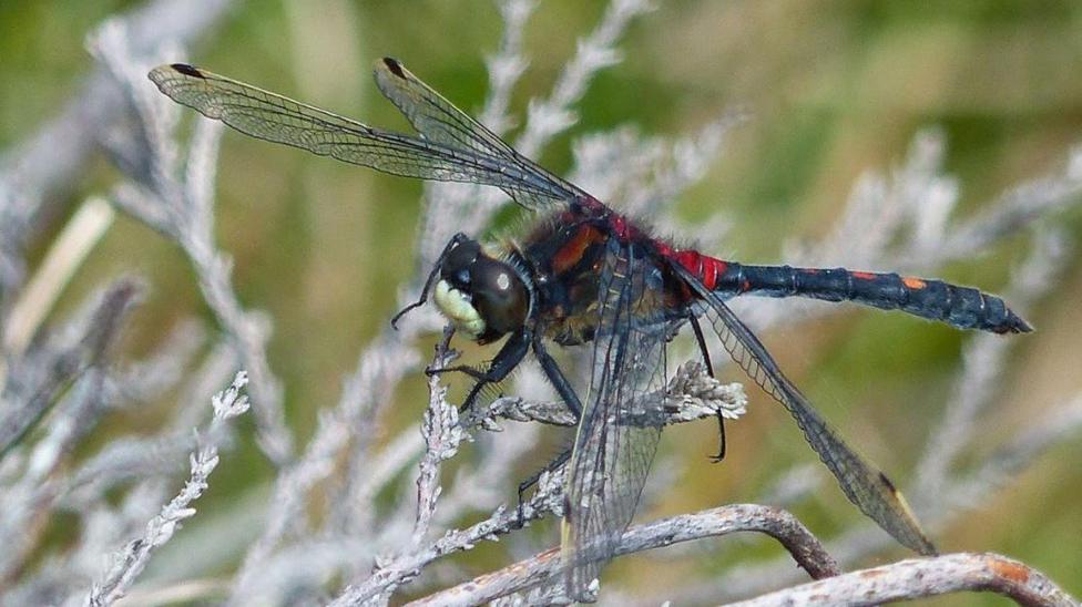 Rare dragonflies spotted as RSPB Campfield Marsh awarded title - BBC News