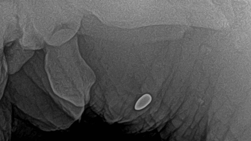 Africa in pictures: 8-14 April 2016 - BBC News