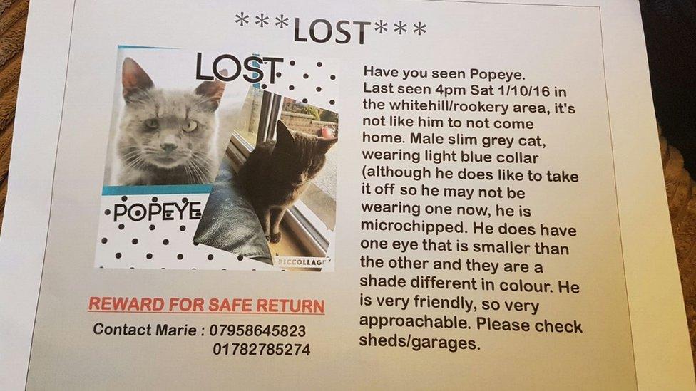 Ten cats go missing from same Kidsgrove street in a week - BBC News