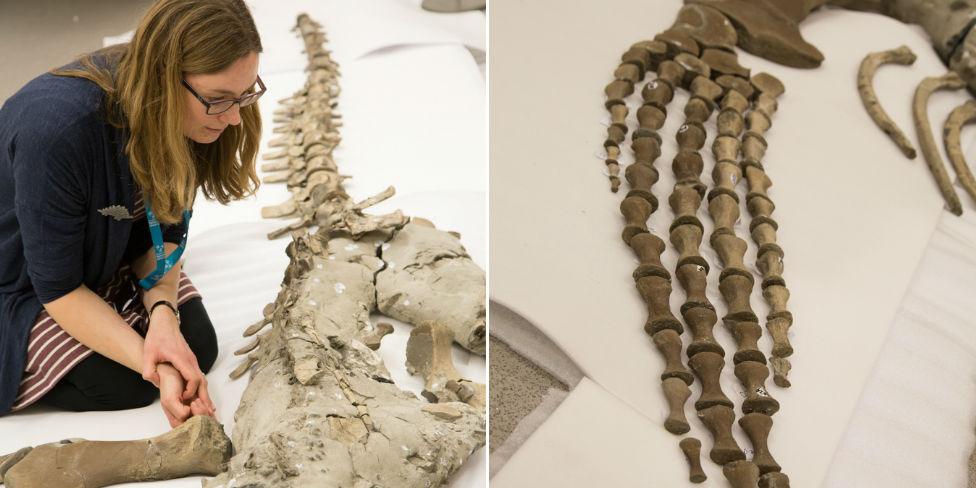 Plesiosaur 'sea monster' bones put back together - BBC News