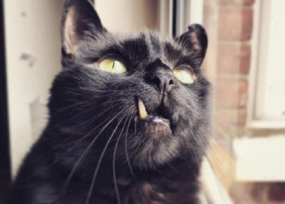 Halloween hope for Dracula-like 'bat cat' - BBC News