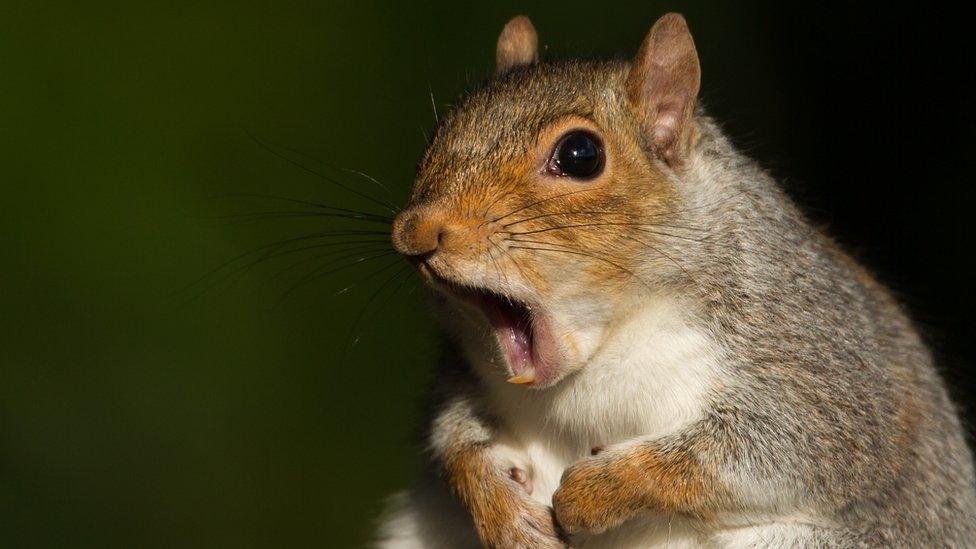 Gallery: Practice your present face - BBC Newsround