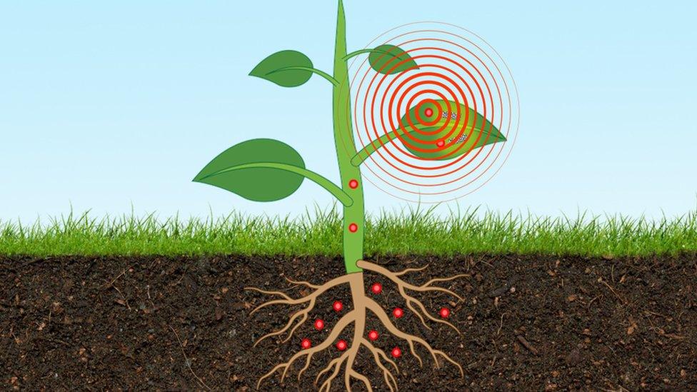 Nanobionics: Spinach that can send emails and plants that detect poison ...