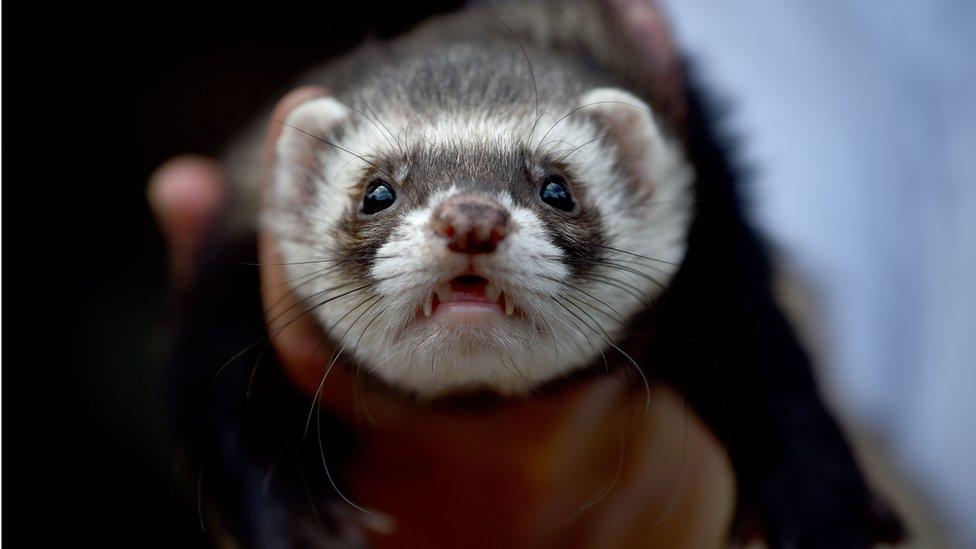 Ferret named Zelda to enjoy 'normal life' thanks to pacemaker - BBC News
