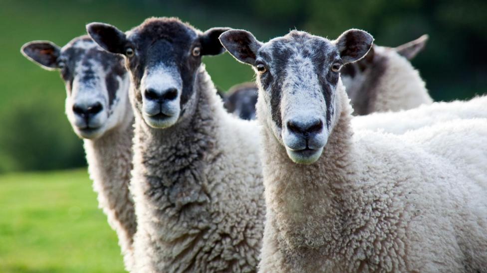 Sheep greenhouse gas emissions test chambers a 'UK first' - BBC News
