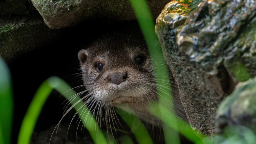 Garden ponds 'ransacked' by cheeky York otters - BBC News