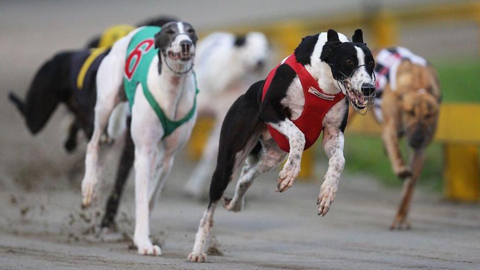 Greyhound racing ban Wales: 'My dog lost its leg at the track' - BBC News