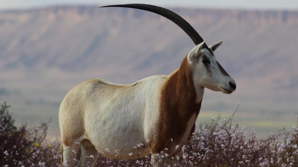 Marwell conservationist awarded for helping save rare antelope - BBC News