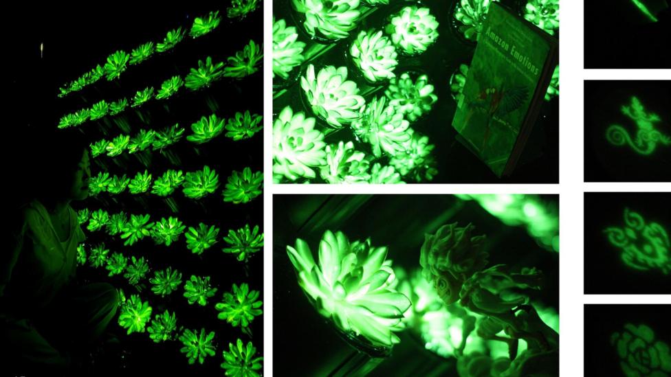 Rainbow plants: Could glow in the dark plants be used as street lights ...