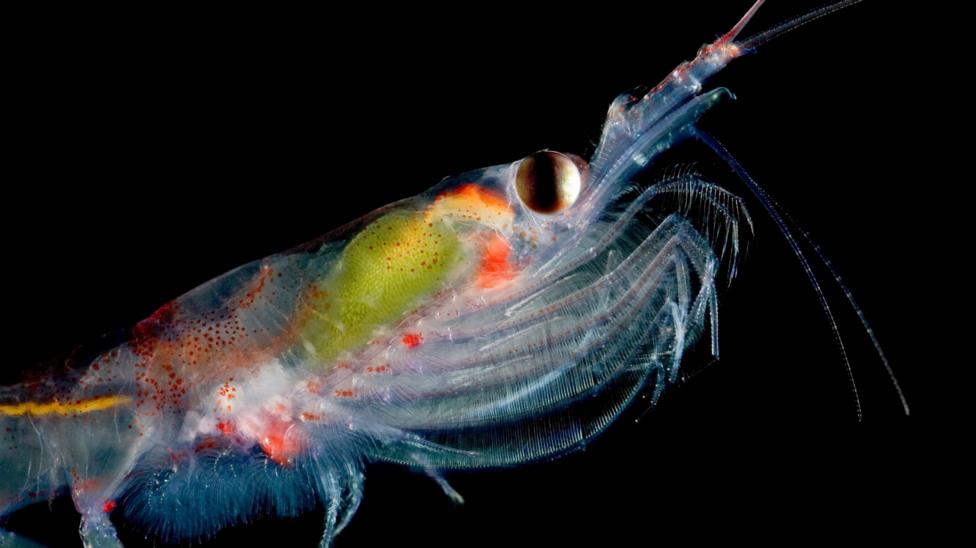 Why scientists are counting tiny Antarctic krill from Space - BBC News