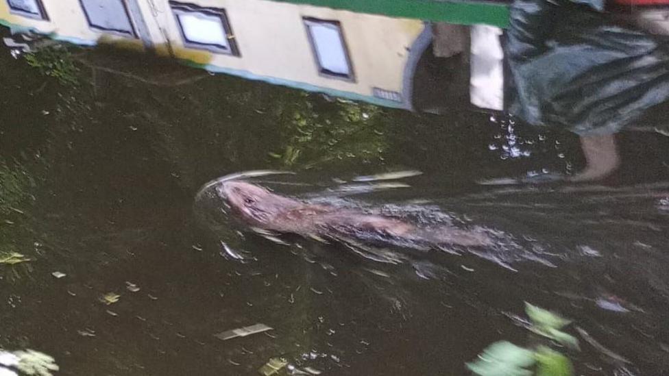 Wolverhampton runner's otter joy at spotting creature in canal - BBC News