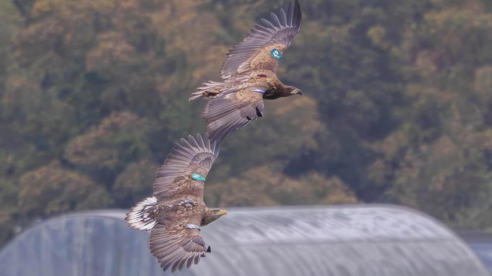 Donegal: Rare white-tailed eagles sighting thrills nature lovers - BBC News