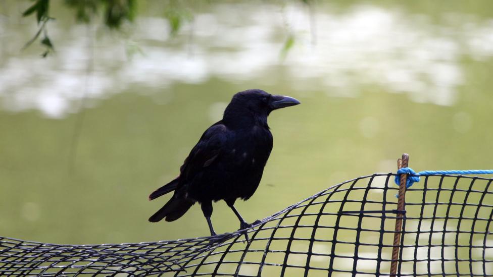 'Aggressive' crow brings gift to Nottingham hospital worker - BBC News