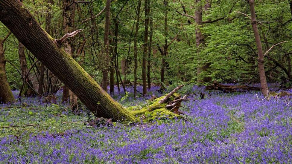 Arlington Bluebell Walk opens for 52nd year - BBC News