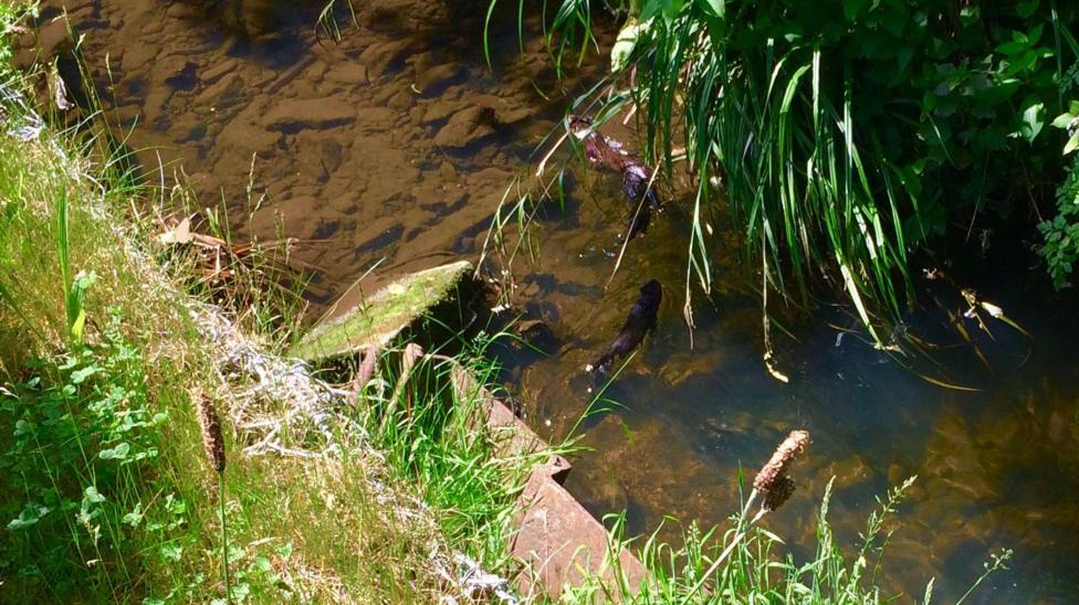 Northumbrian Water to install monitors to track river pollution - BBC News