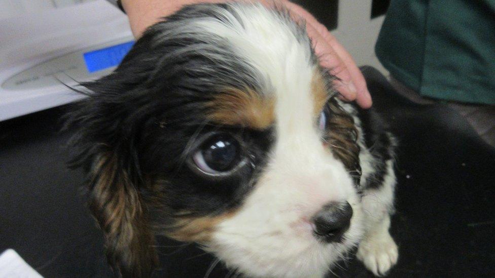 Fake pedigree pet scams on rise - BBC News