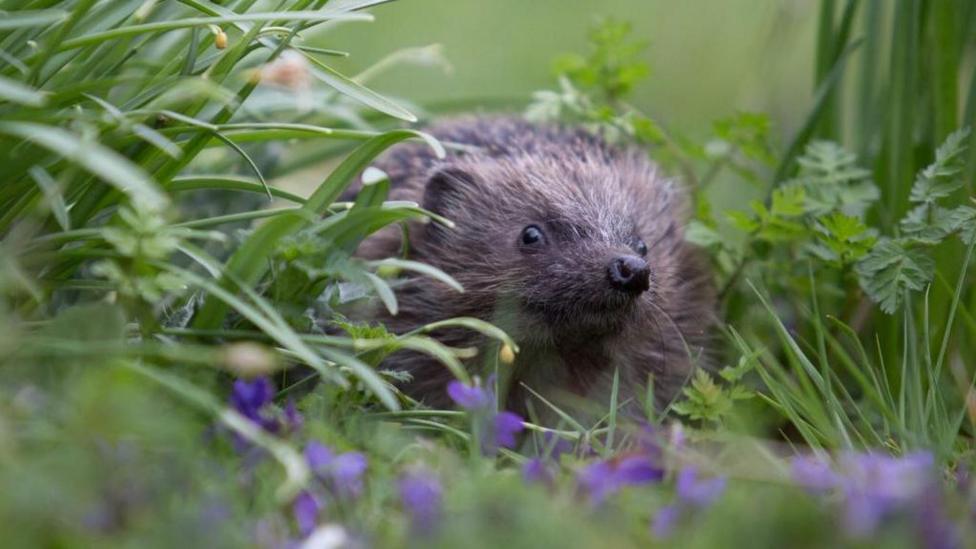 IUCN Red List: European hedgehog listed as near threatened - BBC Newsround