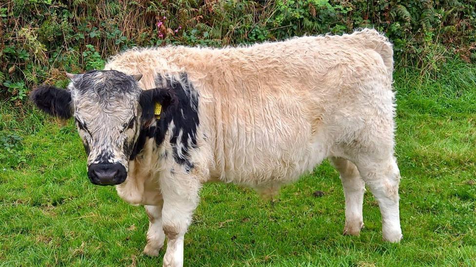 Farming: Ancient Welsh cattle breed at risk of dying out - BBC News