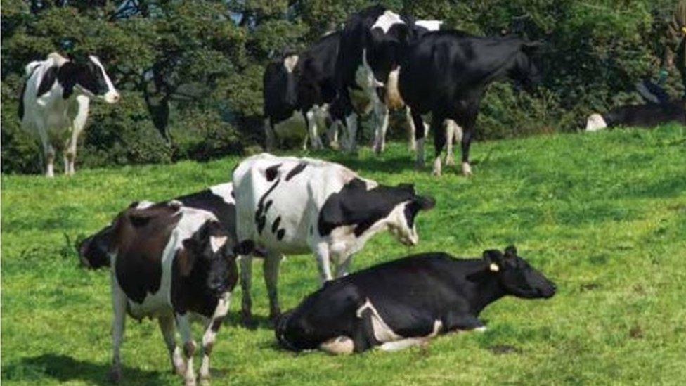 First Milk sells off Cowdenbeath dairy - BBC News