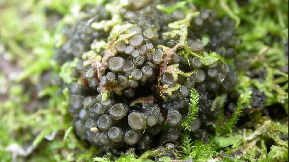 The special wildlife living in UK rainforests - BBC Newsround