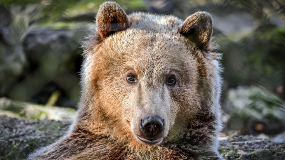 Boki: Kent brown bear recovering well after surgery - BBC News