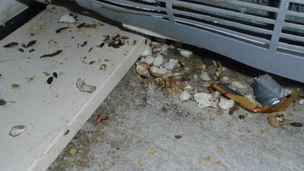 Swindon store with rat urine and gnawed packaging has to pay £30k - BBC ...