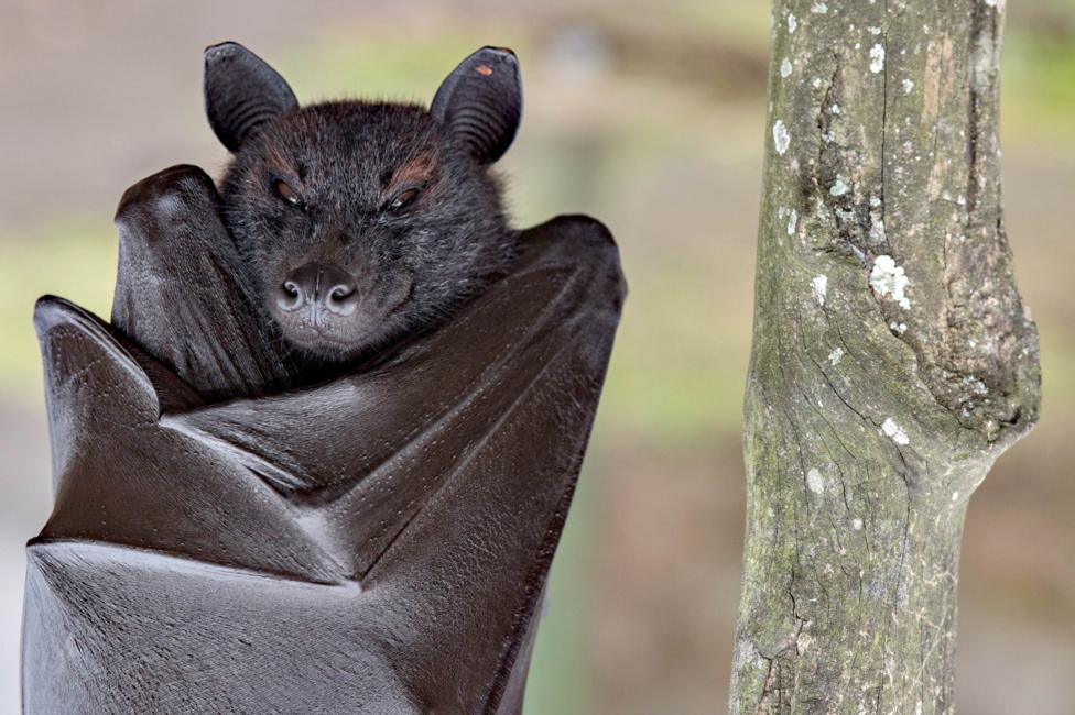 This is what happens when you turn bats upside down - BBC Newsround