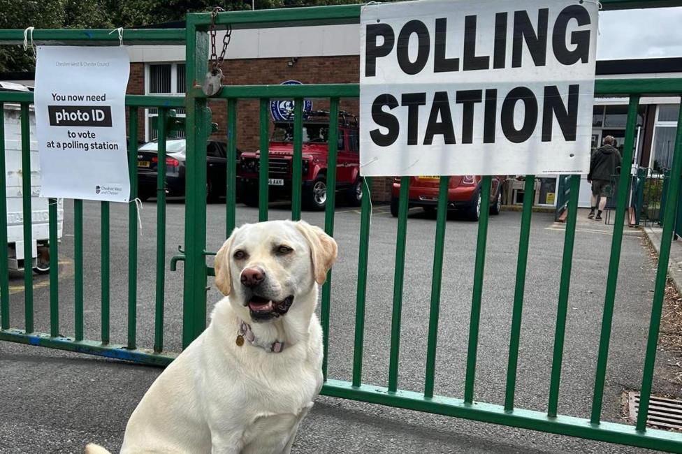 General election 2024: Check out these dogs at polling stations - BBC ...