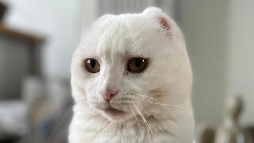 Weekly round-up: Five stories from the south you may have missed - BBC News