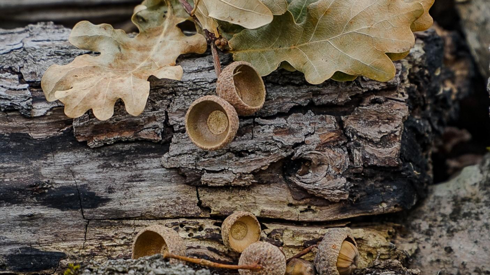 What is a false autumn and why are we experiencing one? - BBC News