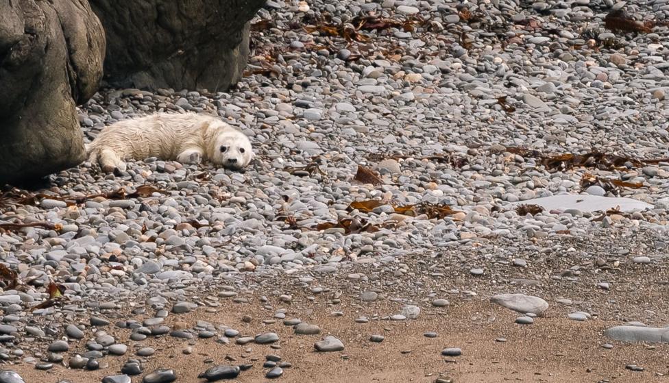 Wales' piers: Wildlife and characters on the Welsh coast - BBC News